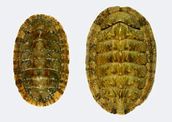 多板纲 Polyplacophora 蓝色动物学（中国动物学科普）